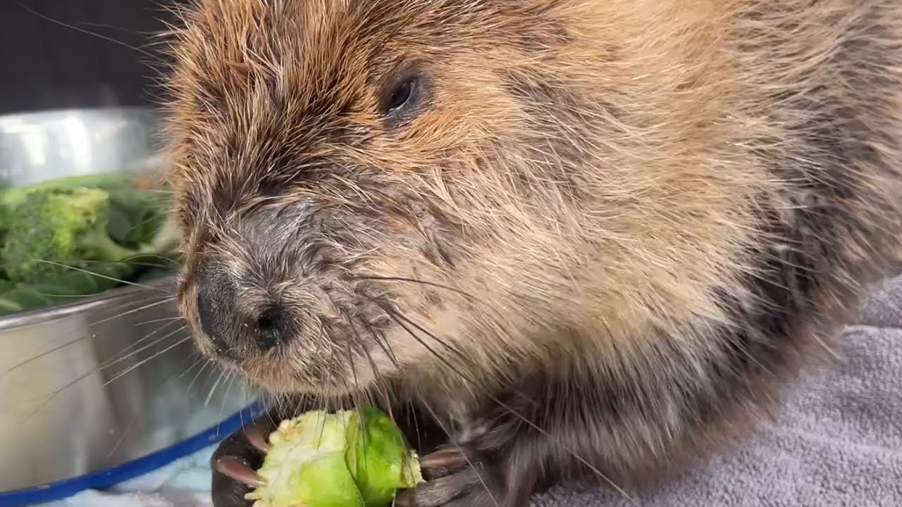 This look stays it all. Tulip eating her healthy food after the goodies ...