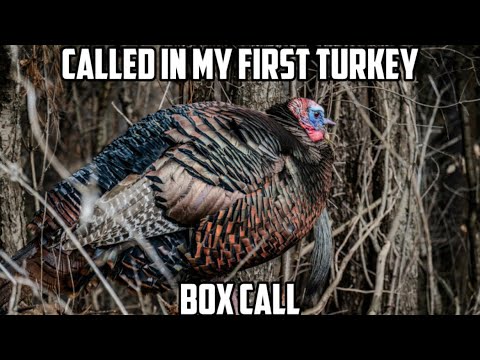 Calling turkeys in with a box call. I called for 2 minutes and this is ...