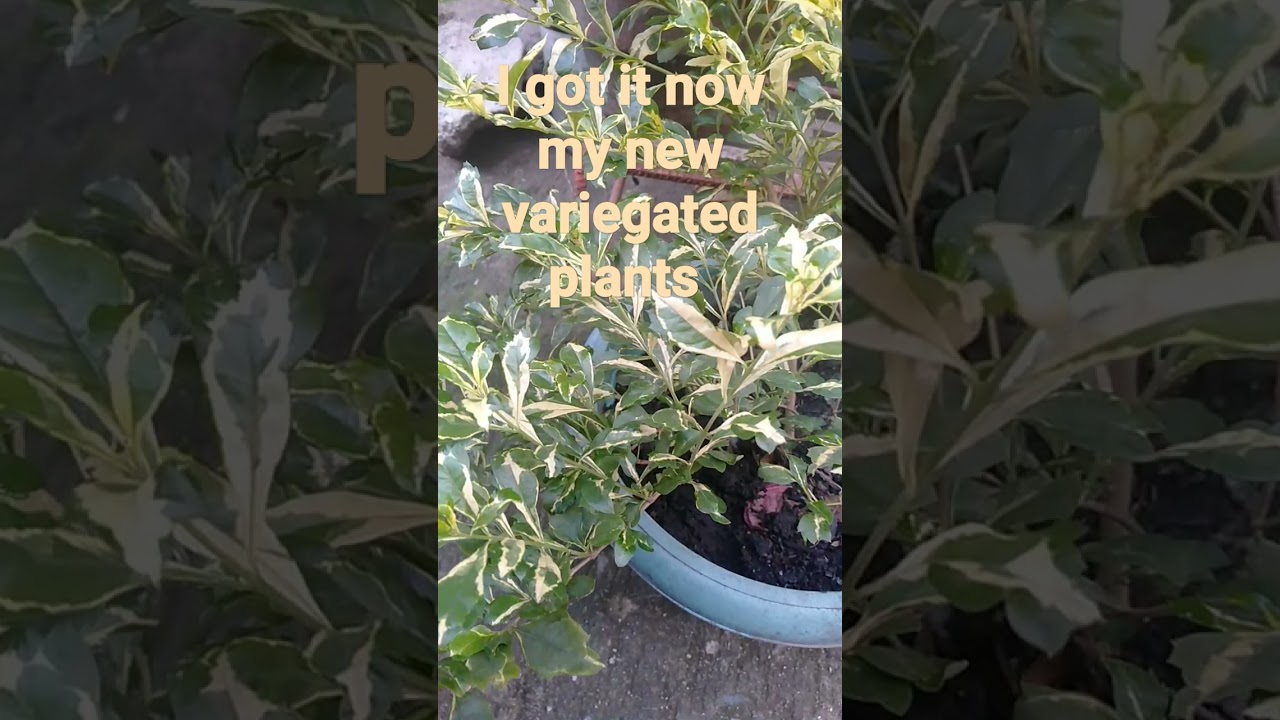 Mapapa inlove kayo promise 😁 Variegated plant collection #short - YouTube