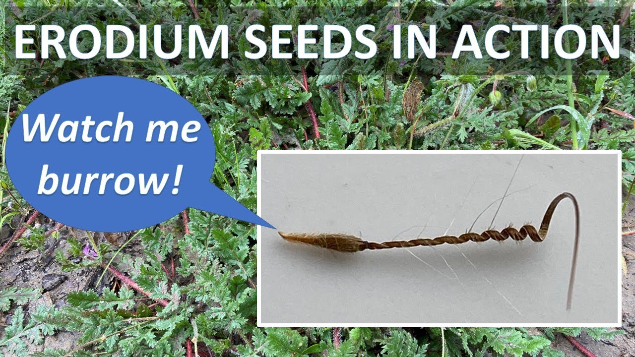 Erodium Seeds in Action; Redstem Filaree Erodium cicutarium seeds ...