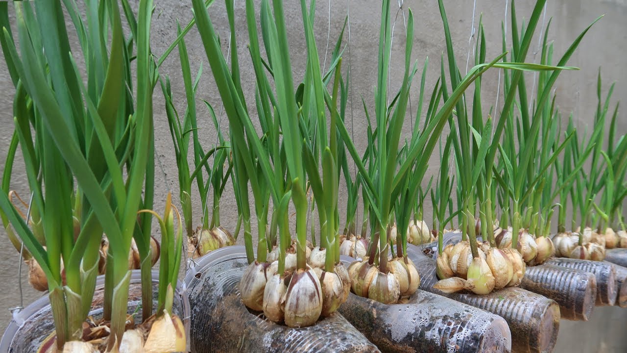 how to grow garlic in plastic cups is easy, you don't need to care ...