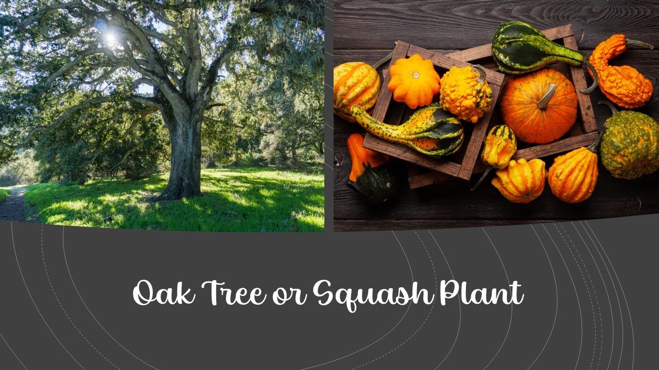 Oak Tree or Squash Plant - YouTube
