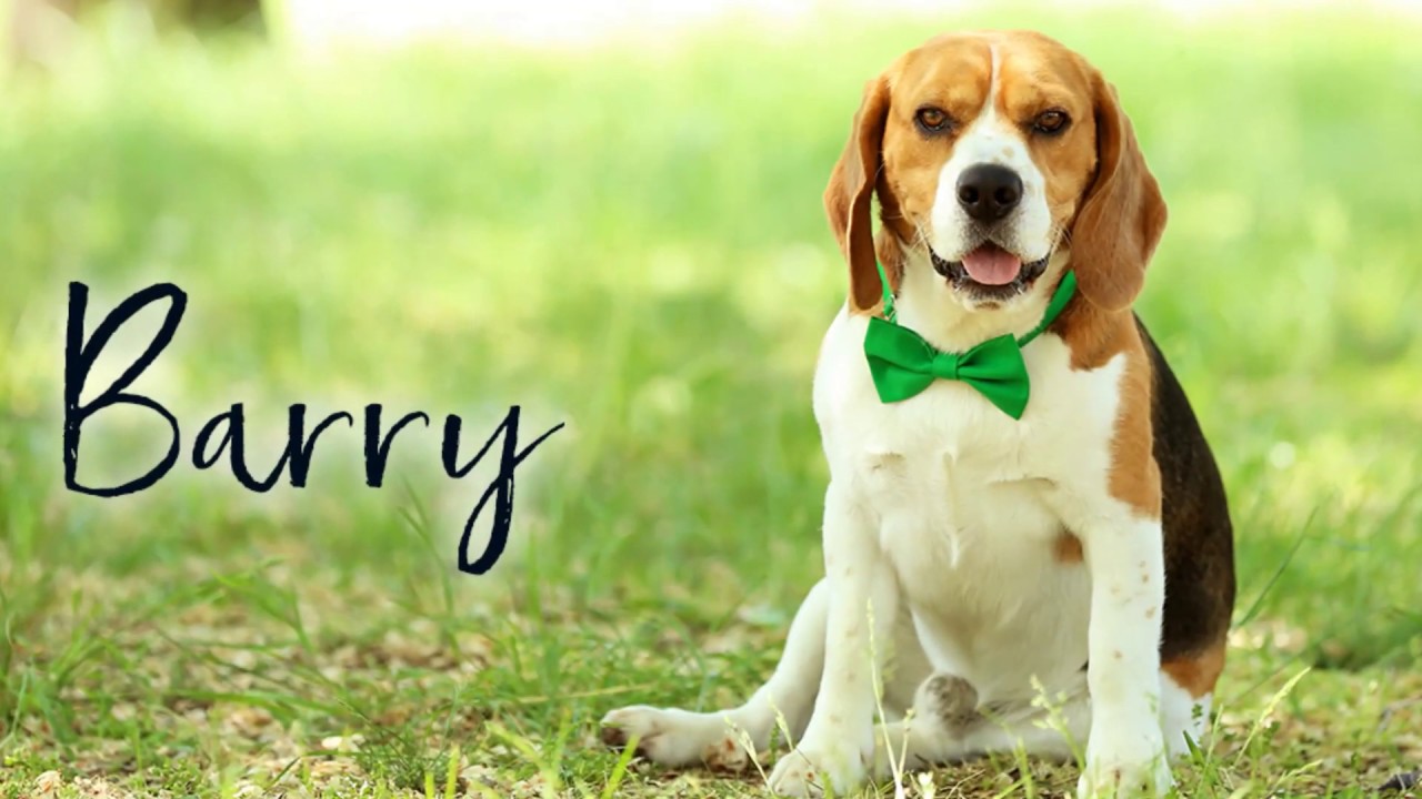 Bespoke Bow Tie Necklace for Barry The Beagle - YouTube