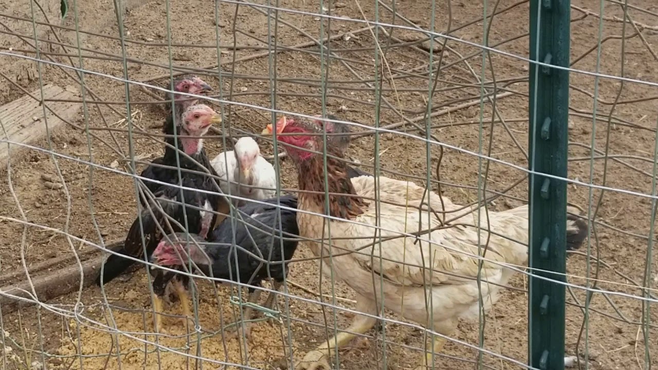 QAIB EJ WD - YouTube