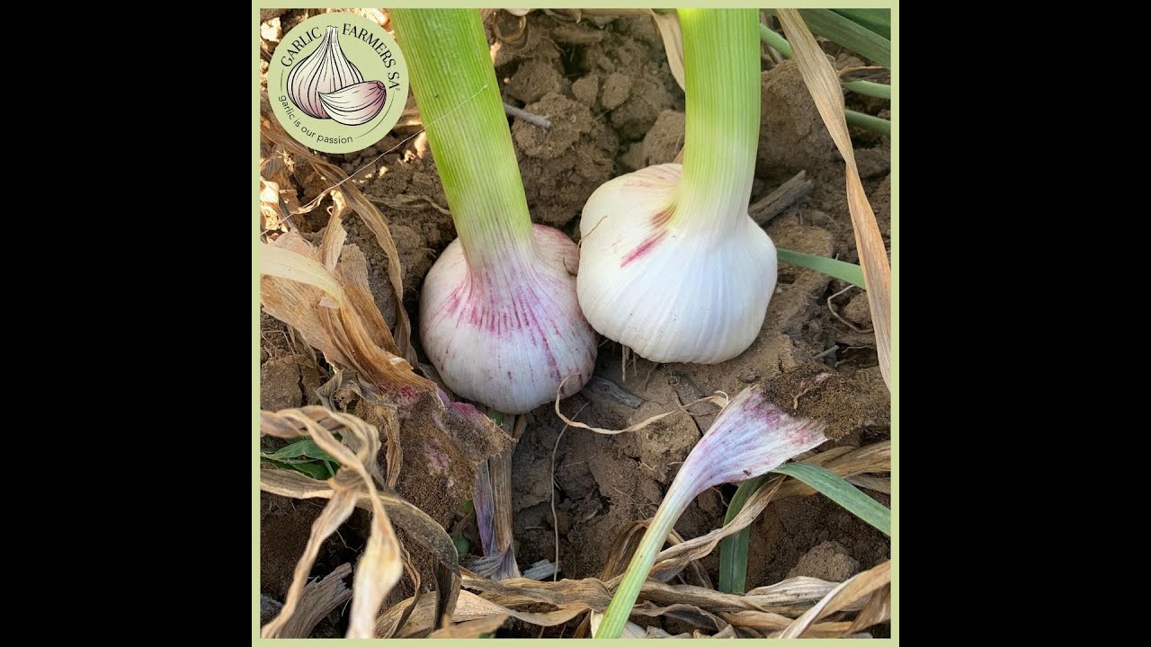 LOOK AT THIS INCREDIBLE SOUTH AFRICAN GARLIC HARVEST! - YouTube