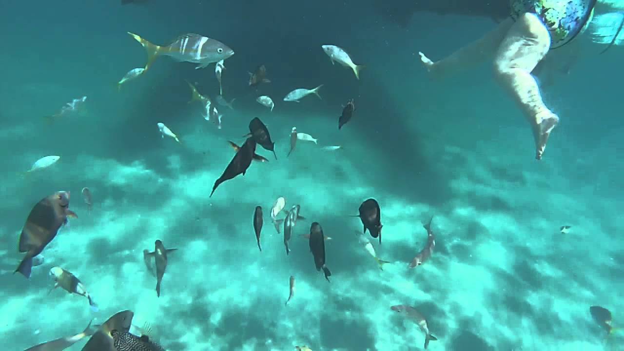 Buck Island, St. Thomas, USVI - Snorkling - Fish HD (2015) - YouTube