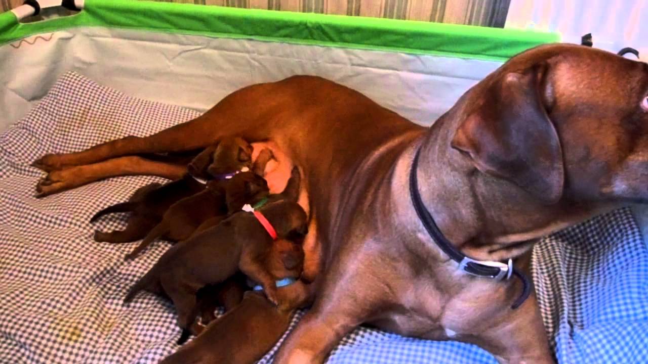 Rhodesian Ridgeback Honey & Pups at 1 week old - YouTube