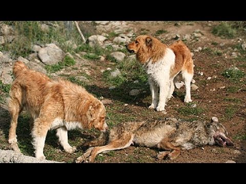 Alabay vs Wolf Test 3  Алабай против волка