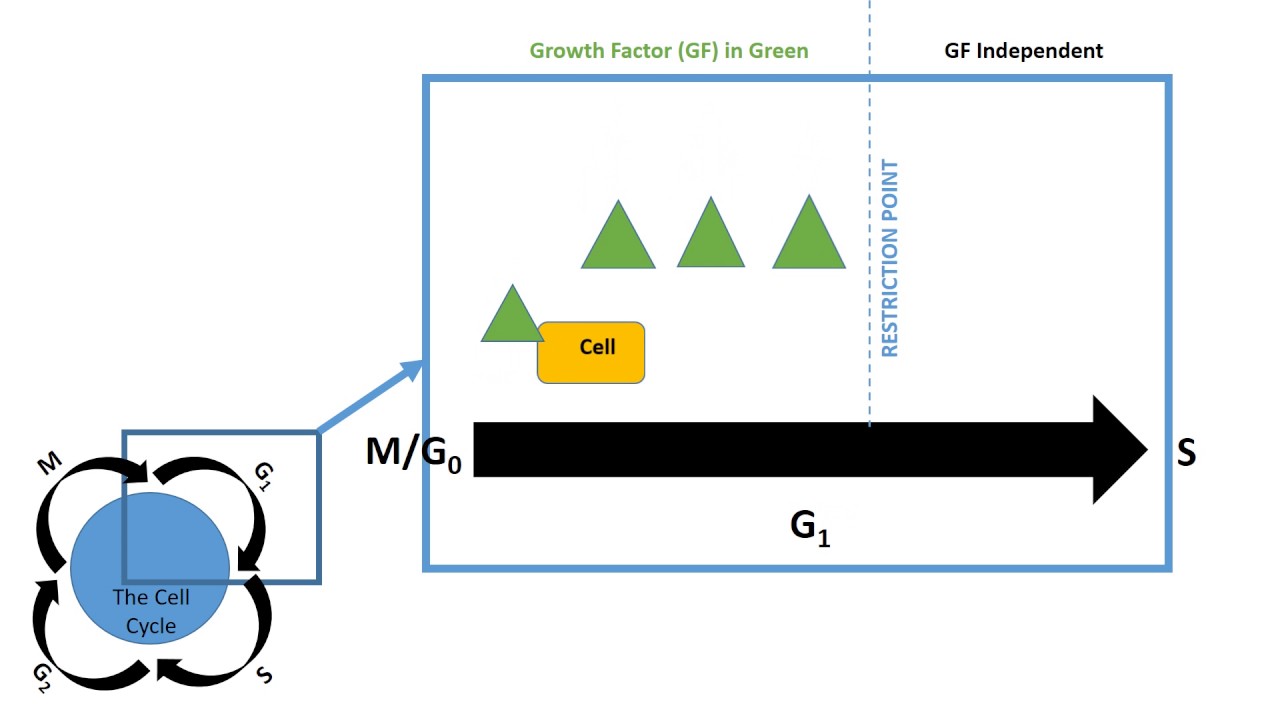Restriction Point - YouTube