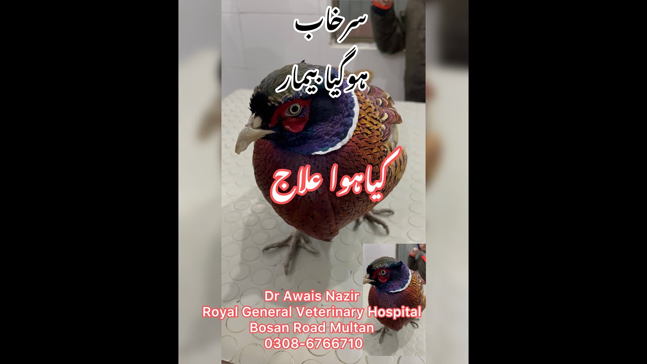 Surkhab bird sick - YouTube