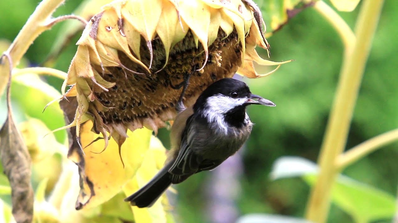 Chickadee's Harvest - YouTube