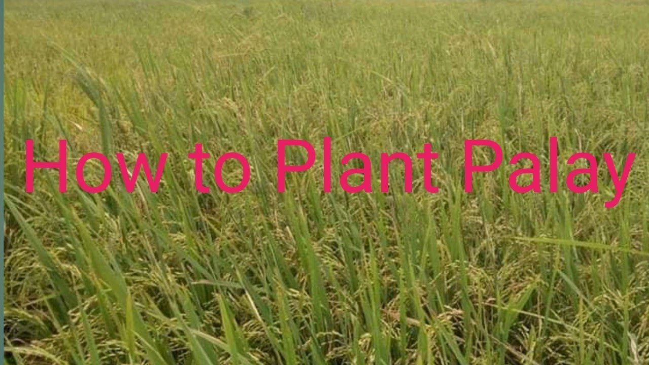 How to Plant Palay - YouTube