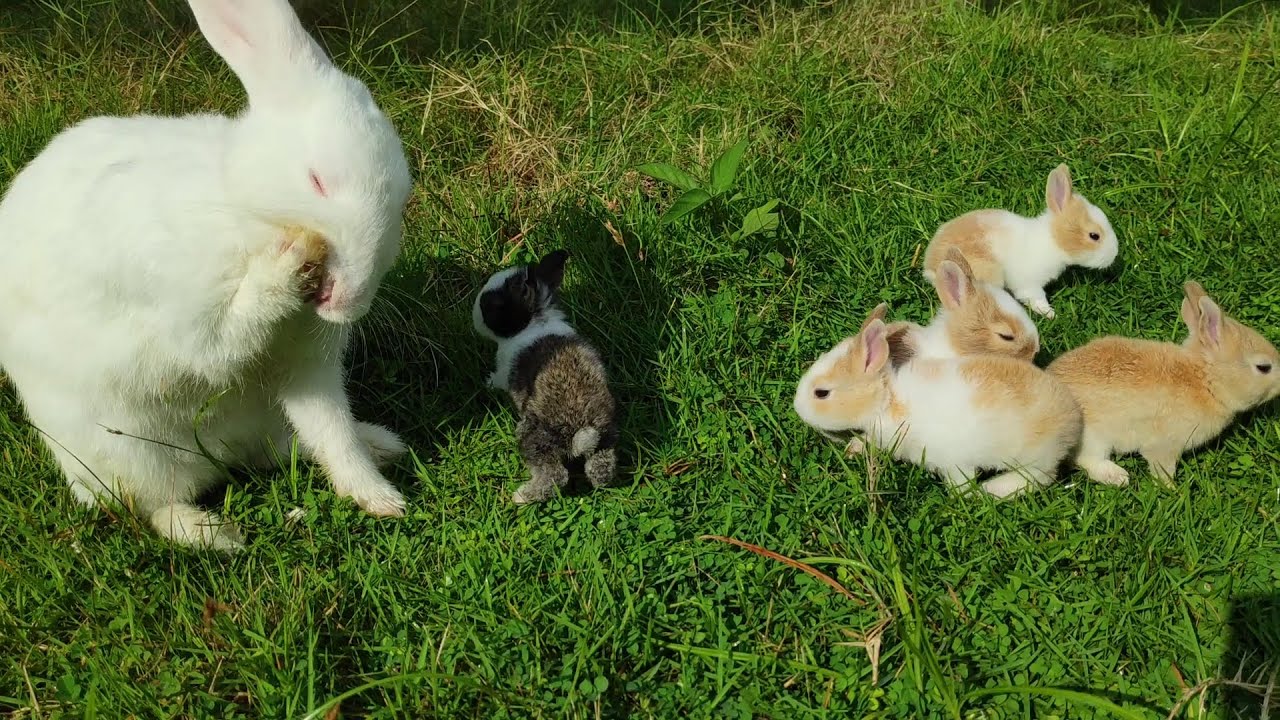 first time 5 little baby rabbits play on grass with their mother ...