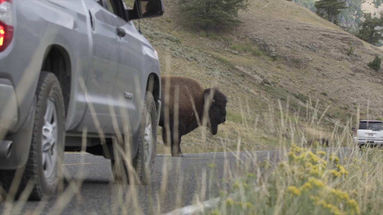 Male American bison (Bison bison) crossing a road, holding up a car ...