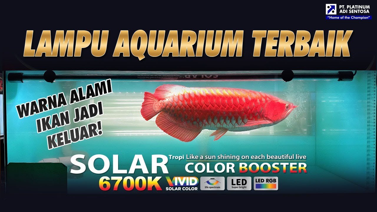 LAMPU AQUARIUM VIRAL TERBAIK BIKIN WARNA ALAMI IKAN JADI KELUAR!!! NEO ...