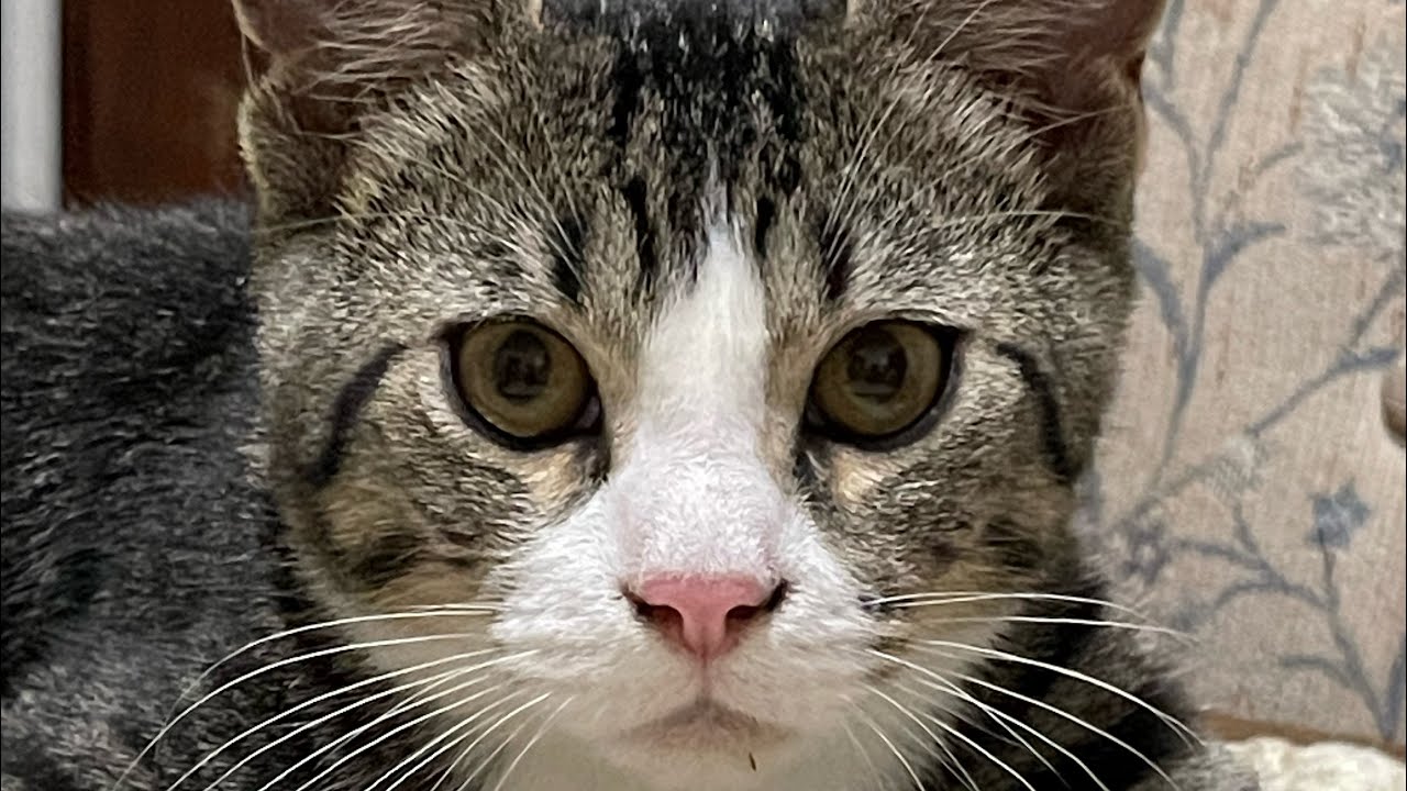 cute cat thumbnail - YouTube