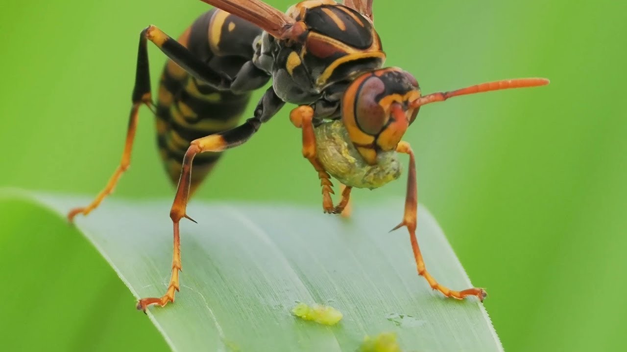 Japanese Paper Wasp making meatballs - YouTube