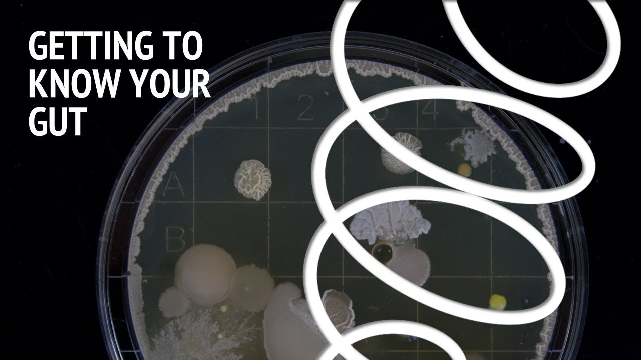 Getting to know your gut - YouTube