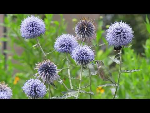 Sunny perennial for hummingbirds, Echinops ritro