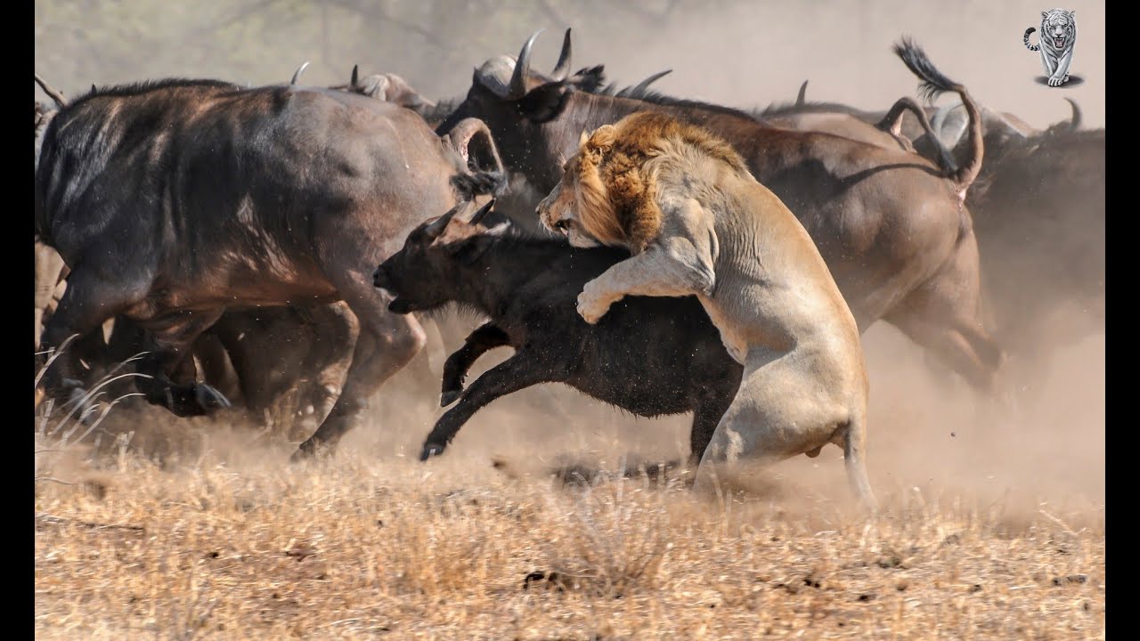 Buffalo rescue success newborn Buffalo | Wild Dogs vs Baboon Real Fight ...