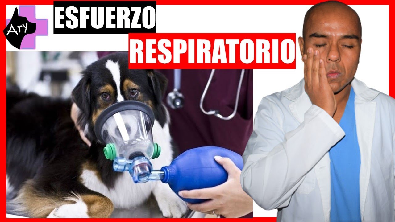 A mi perro le cuesta respirar 🍓 - YouTube