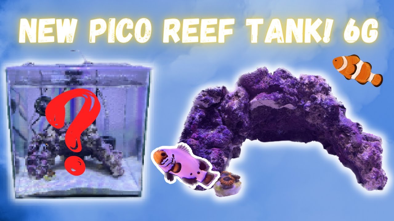 NEW PICO REEF TANK! (Dallas North Aquarium and more) - YouTube