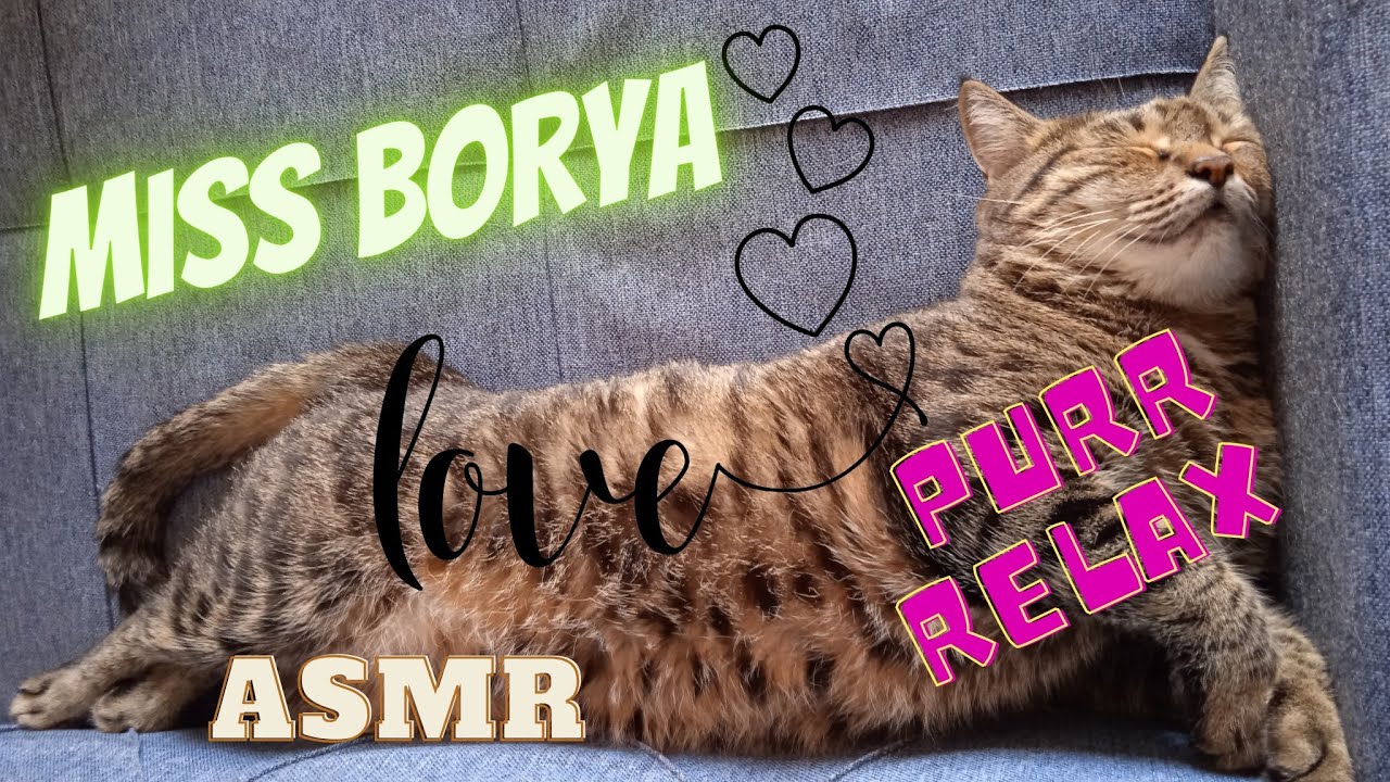 ASMR RELAX CAT PURR PURR PURR - YouTube