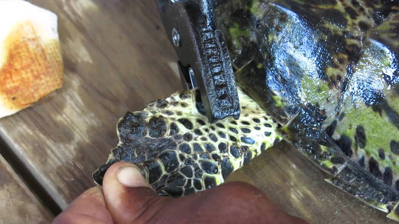 ProTECTOR, Inc. Sea Turtle Flipper Tagging (Spanish) - YouTube