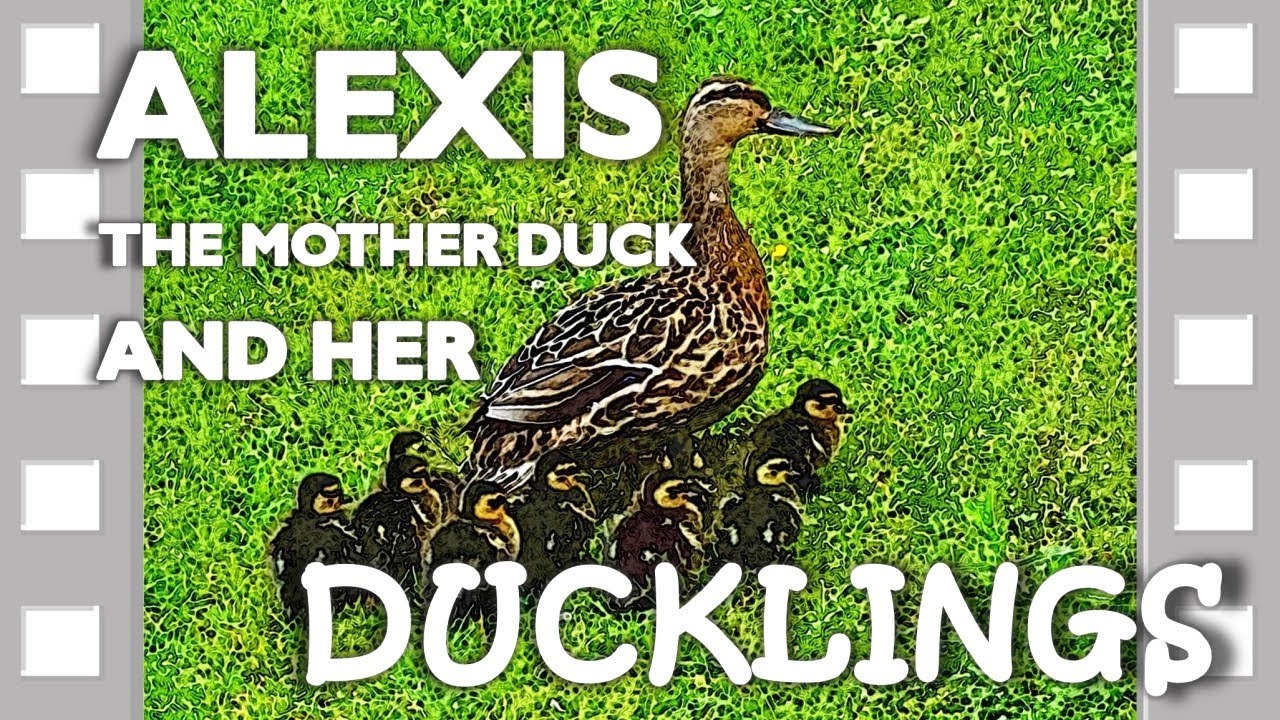 Alexis, the Mother Duck & her Ducklings | A Mole Like No Other #moley # ...