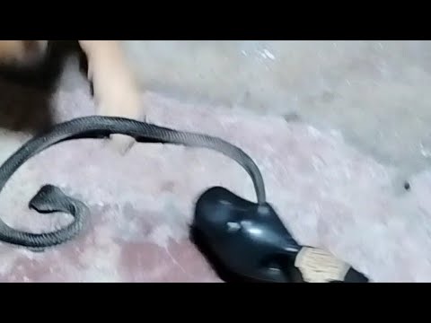 two snakes are playing with a dog - YouTube