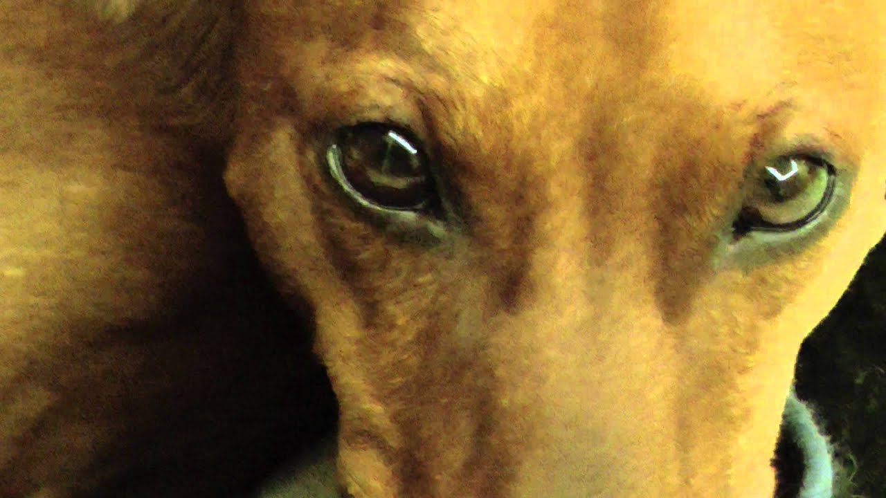ΣΚΥΛΟΣ - YouTube
