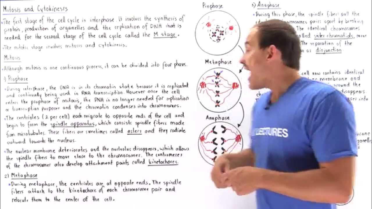 Mitosis and Cytokinesis - YouTube