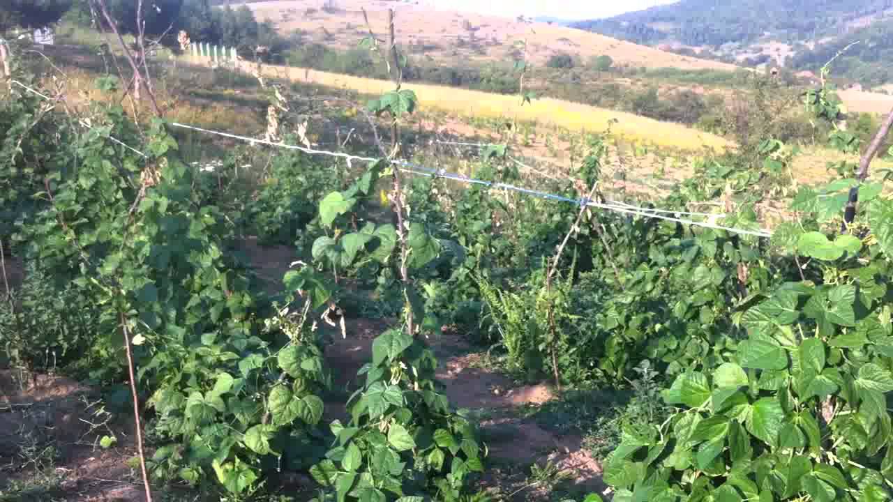 Fasulja ne Prapashtice - YouTube