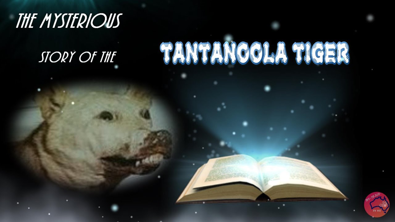 TANTANOOLA TIGER - Tantanoola/Mt Gambier/Port MacDonnell/South ...