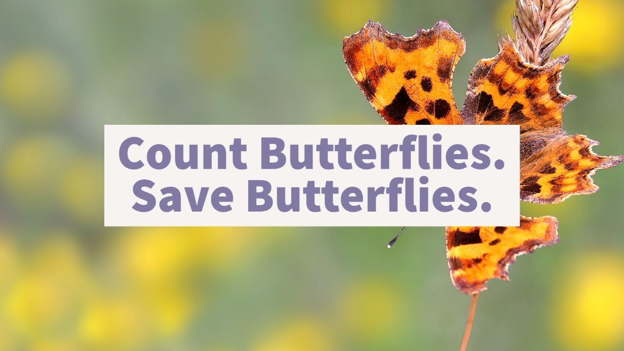 Count butterflies. Save Butterflies. - YouTube