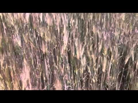 Mother-Lode of Aviv Barley - March 11, 2013 - NehemiasWall.com - YouTube