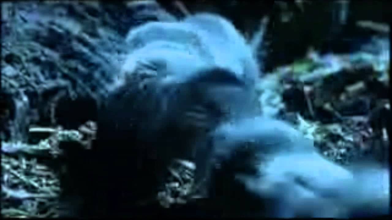 Shrew train - YouTube