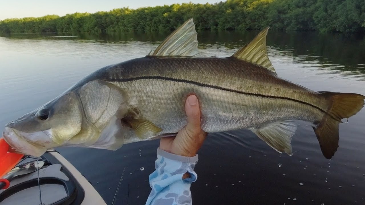 Snook for the RECORD BOOKS! Trip 17 #bigsnook - YouTube