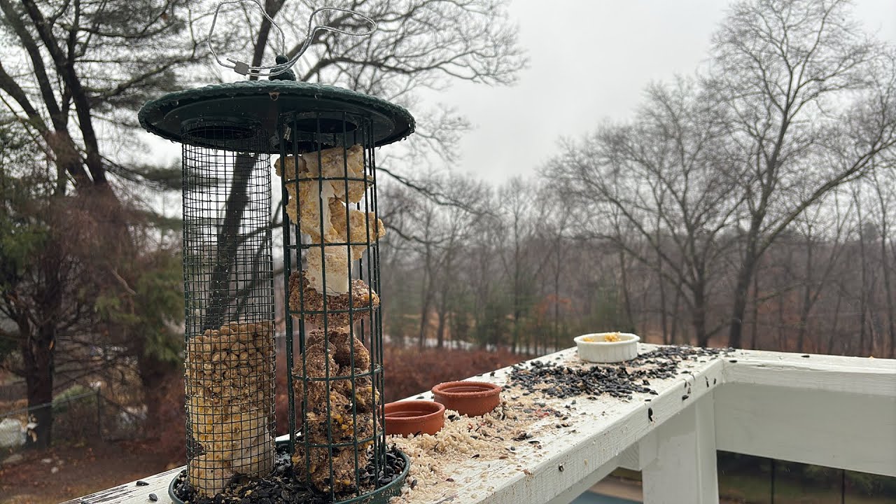 LIVE 12.11.24 4K New England Winter Bird Watching Feeder Cam Woodpecker ...