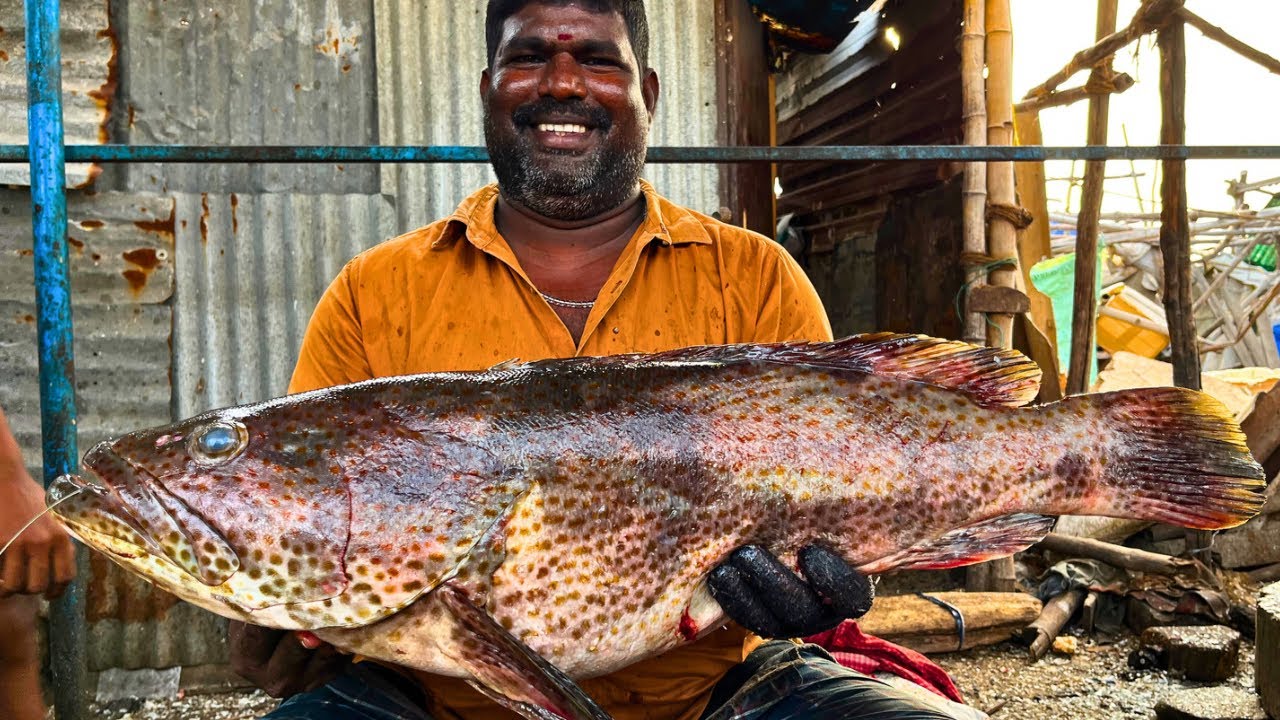 GROUPER KALAVAN FISH CUTTING BY MINNAL RAJA | HD VIDEO | IN KASIMEDU ...