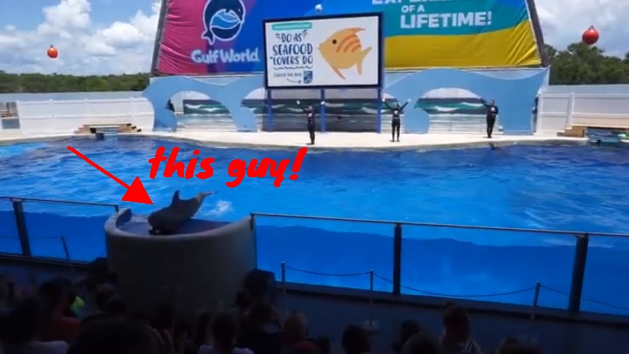 Gulf world dolphin show-Panama city beach Florida - YouTube