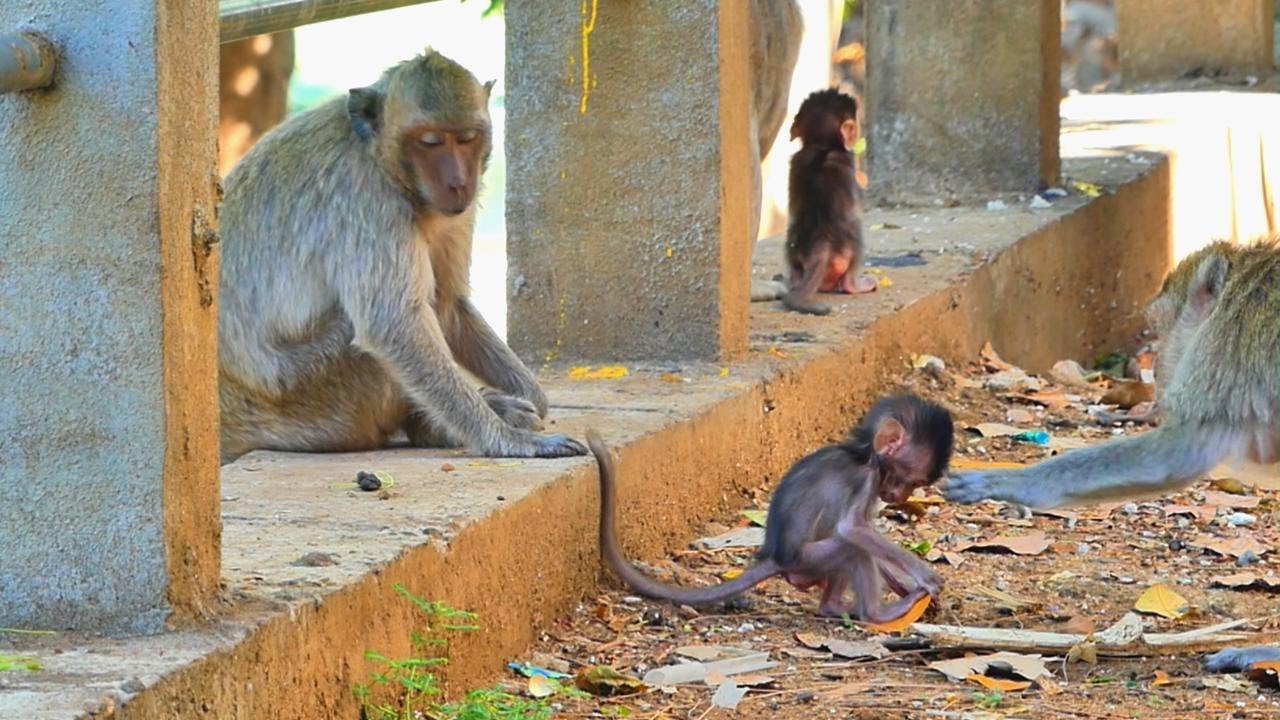Emila Mommy Monkey Slaps Tiny Baby With Loves - YouTube