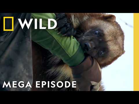 American Animals from Maine to the Grand Canyon | America the Wild MEGA Episode | Nat Geo Animals