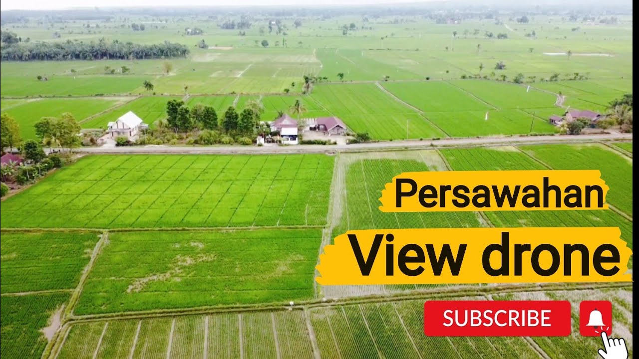 indahnya hamparan sawah di kecamatan Burau kabupaten Luwu timur - YouTube