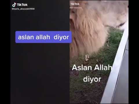 Aslan Allah  diyor