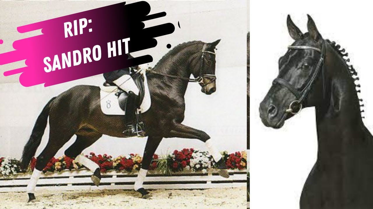 In Memory Of The Legendary Stallion Sandro Hit - YouTube