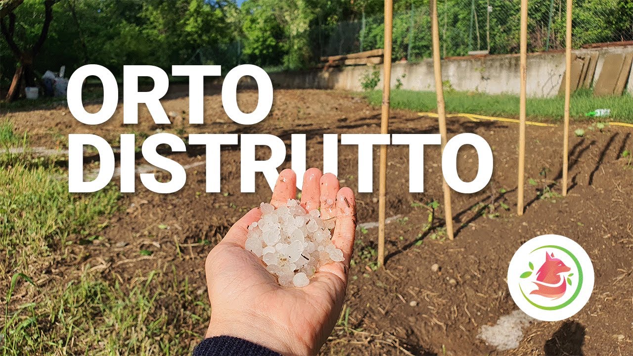 L'ORTO è andato DISTRUTTO dalla GRANDINE! 😭 - YouTube