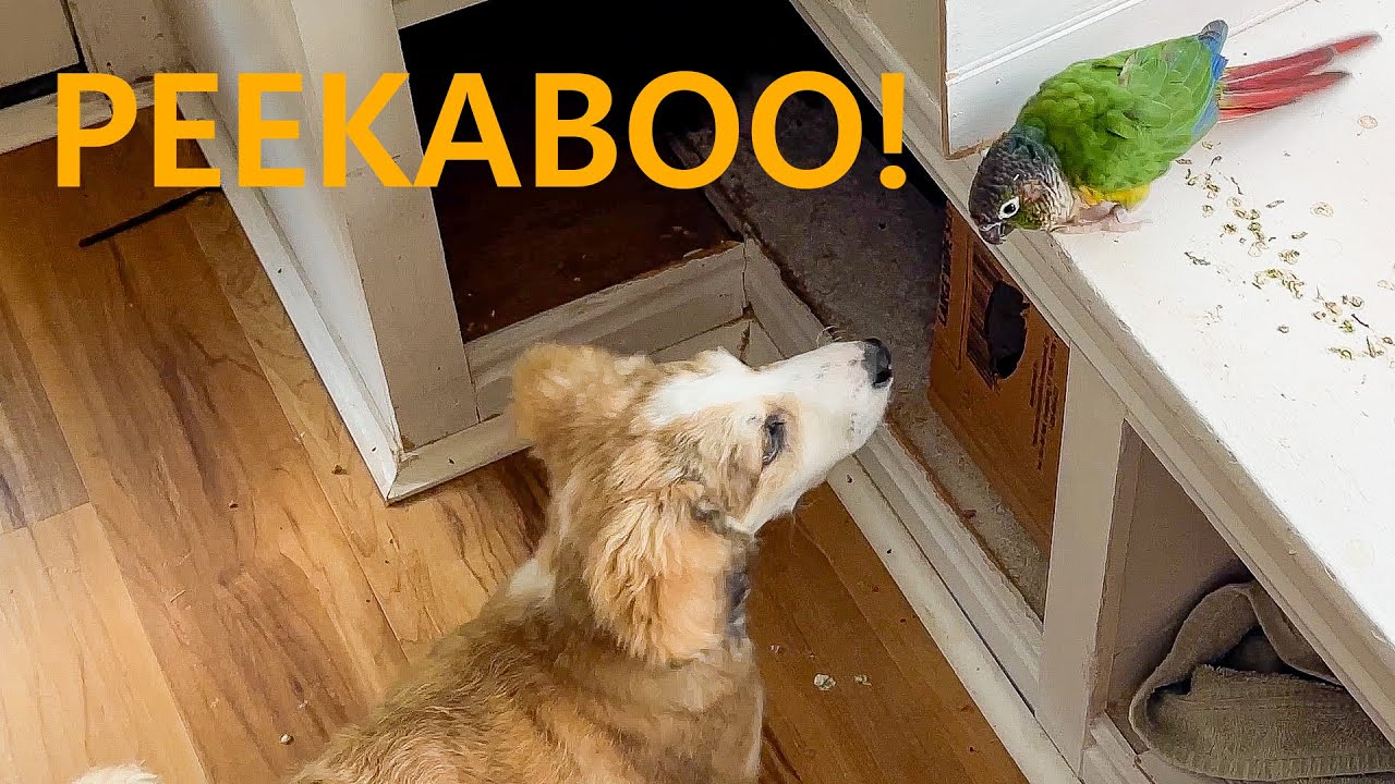 Green Cheek Conure Talking to Puppy - YouTube