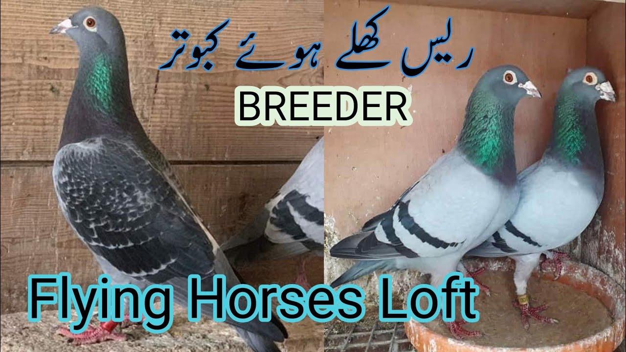 Racing pigeon breeding Long-distance racing pigeons 2023 - YouTube