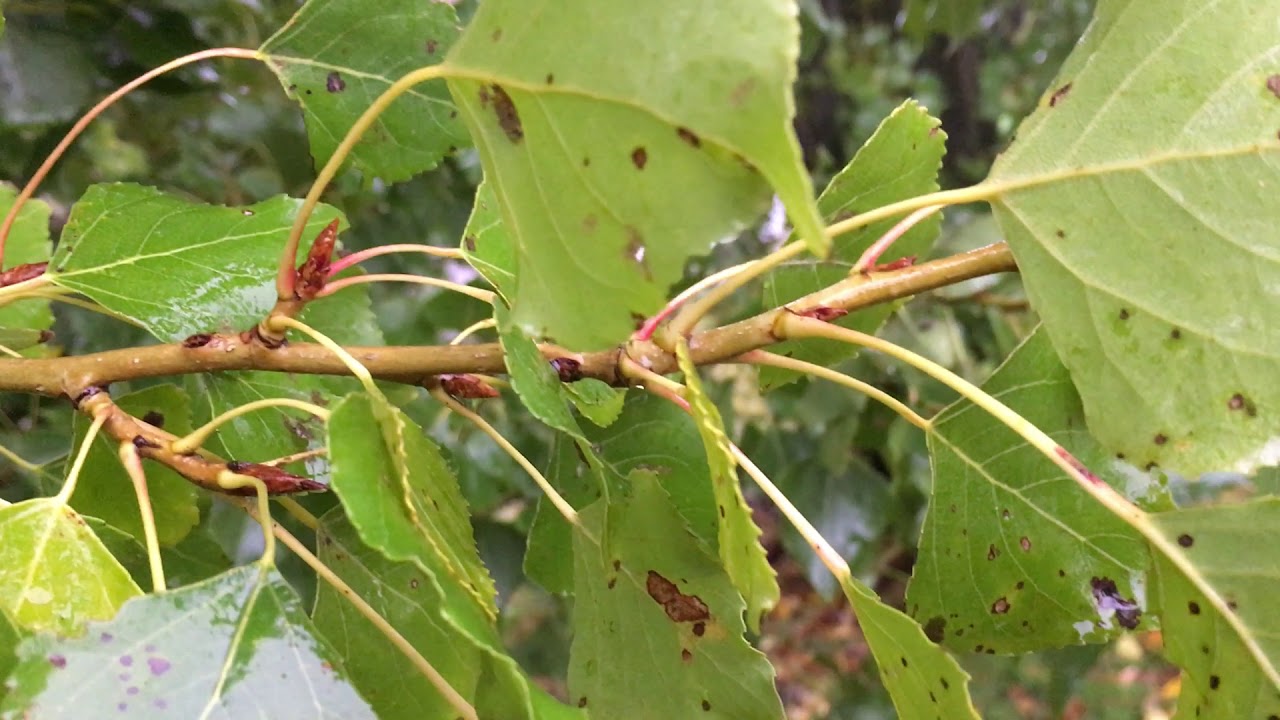 Lombardy poplar - twig, buds & leaves - October 2019 - YouTube